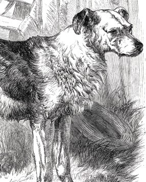1858 - Drovers Dog (B & W) - Harrison Weir Harrison Weir