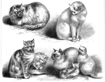 1876 (Oct) The Crystal Palace Cat Show - Prize Cats - Harrison Weir ...