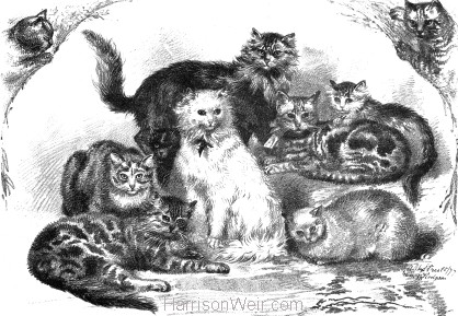 1877 (Aug) The Manchester Show - Prize Cats - Harrison Weir Harrison Weir