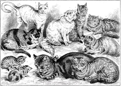 1887 (Oct) The Crystal Palace Show - Prize Cats - Harrison Weir ...