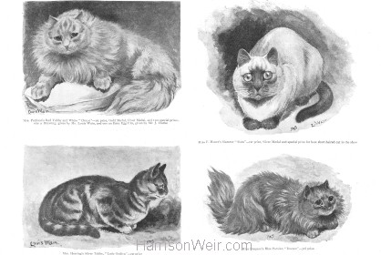 1892 (Oct) The Crystal Palace Cat Show Prize Cats - Harrison Weir ...