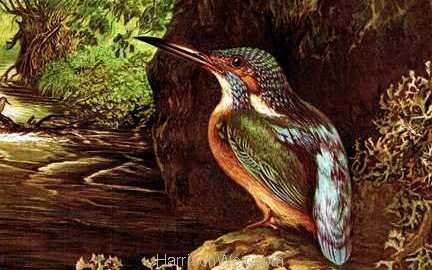 Home - Harrison Weir Harrison Weir